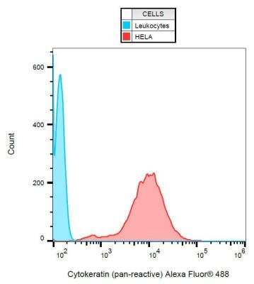 Cytokeratin, pan Antibody (C-11) [DyLight 594] (NBP1-48348DL594): Novus ...